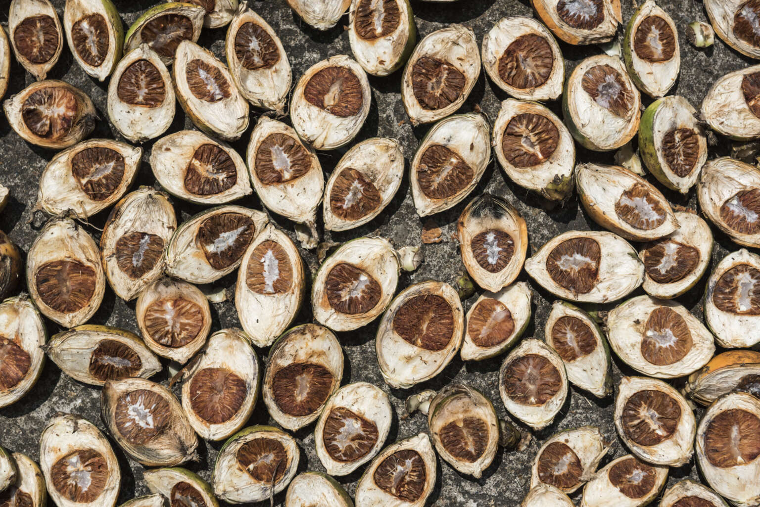 WHAT IS BETEL NUT?